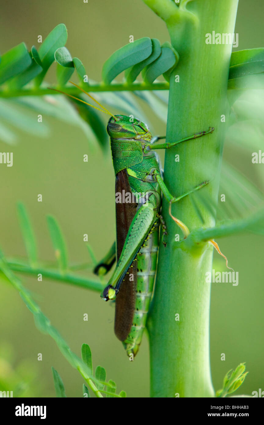 Carolina locusts hi-res stock photography and images - Alamy