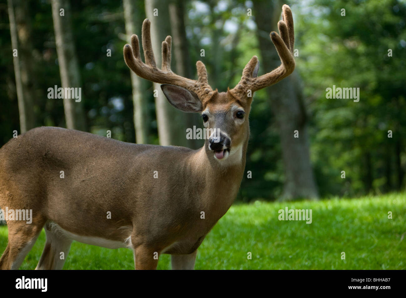 White-tailed deer, Grandfather Mountain, North Carolina, USA Stock ...