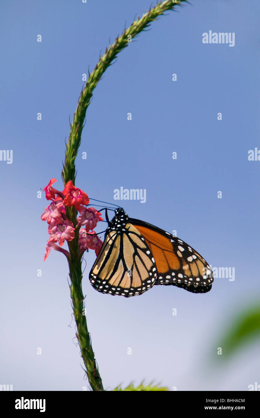 Seated butterfly hi-res stock photography and images - Alamy