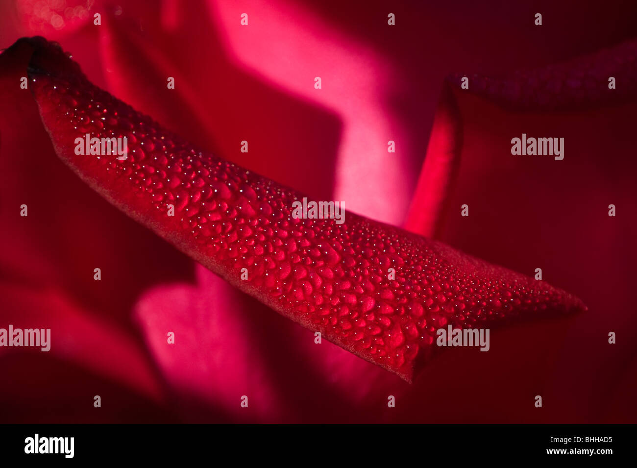 Dropped rose hi-res stock photography and images - Alamy