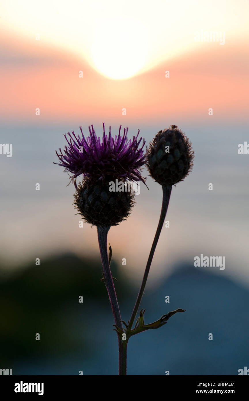 Thistle against light hi-res stock photography and images - Alamy