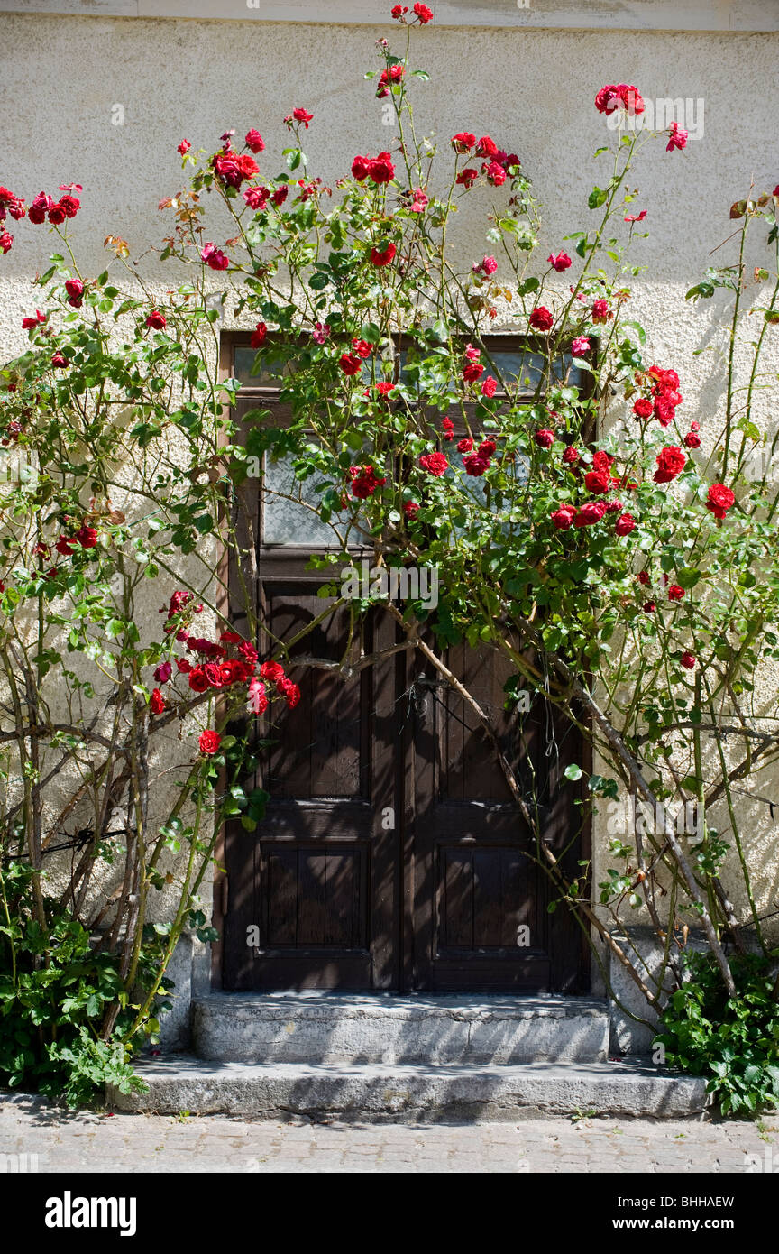 A door overgrown with roses, Sweden Stock Photo - Alamy