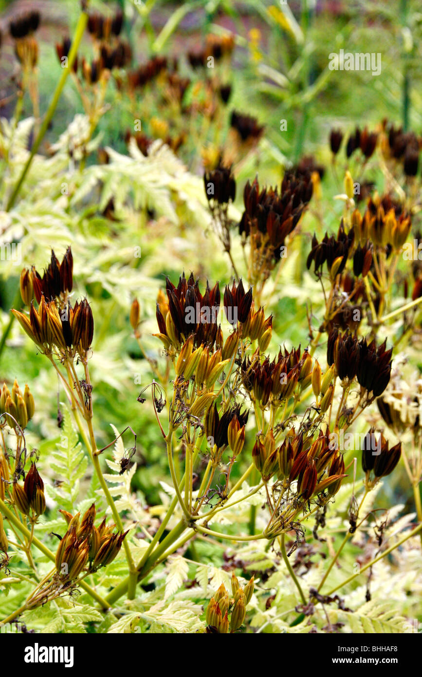 Seedheads on Sweet Cicely - Myrrhis odorata Stock Photo - Alamy