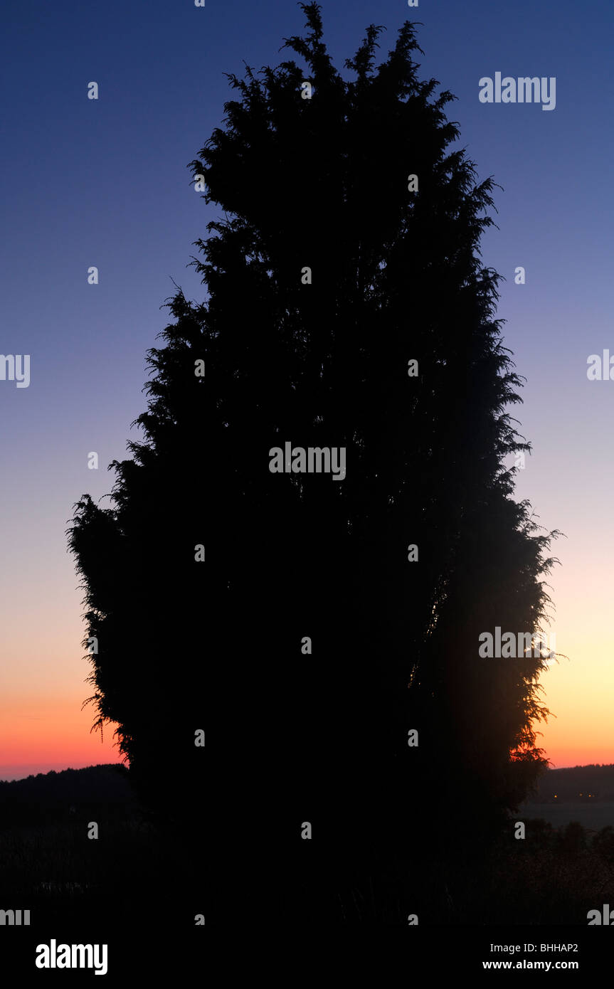 The silhouette of a juniper shrub, Sweden Stock Photo - Alamy