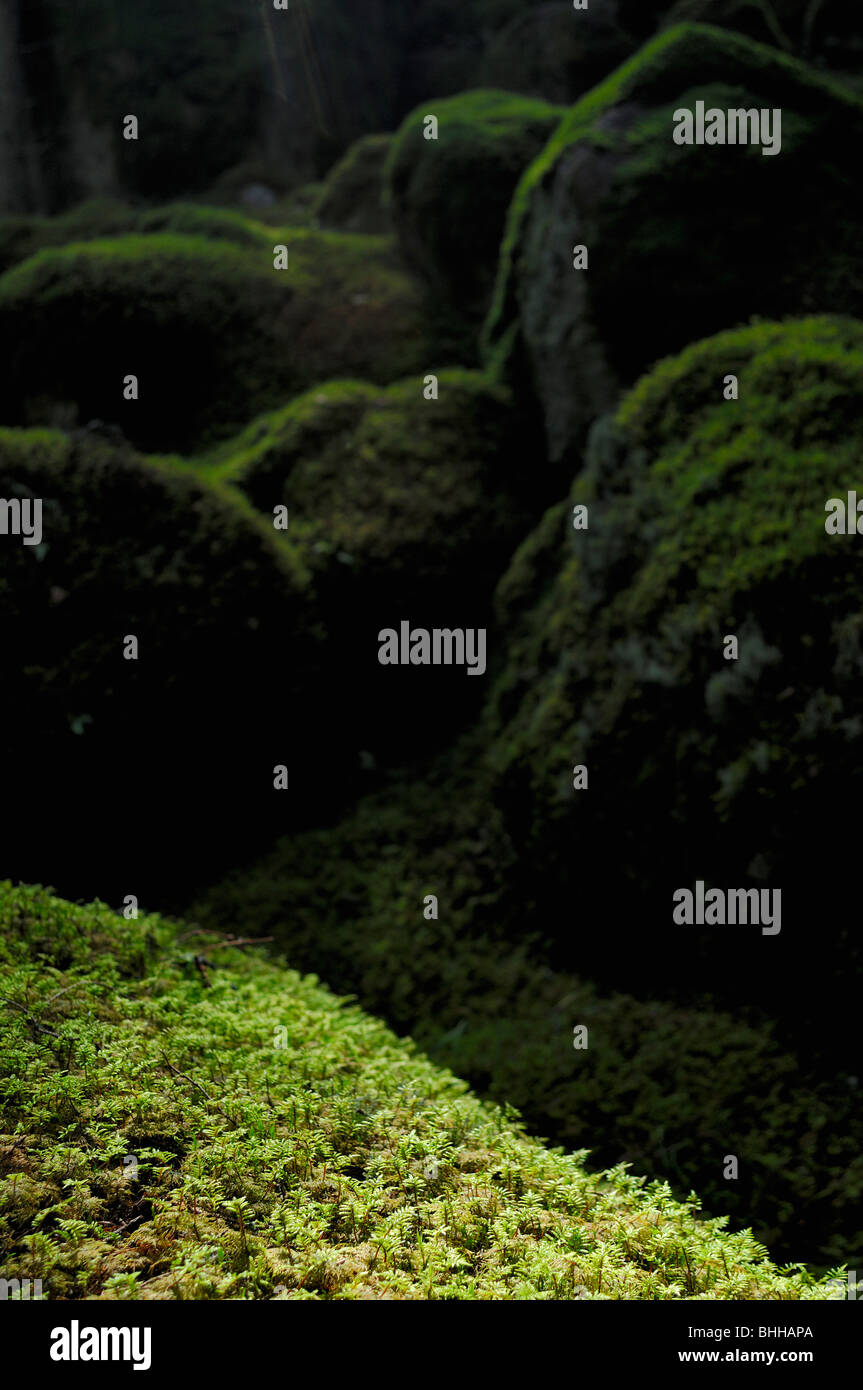 Stones covered with moss in a primeval forest, Sweden Stock Photo - Alamy