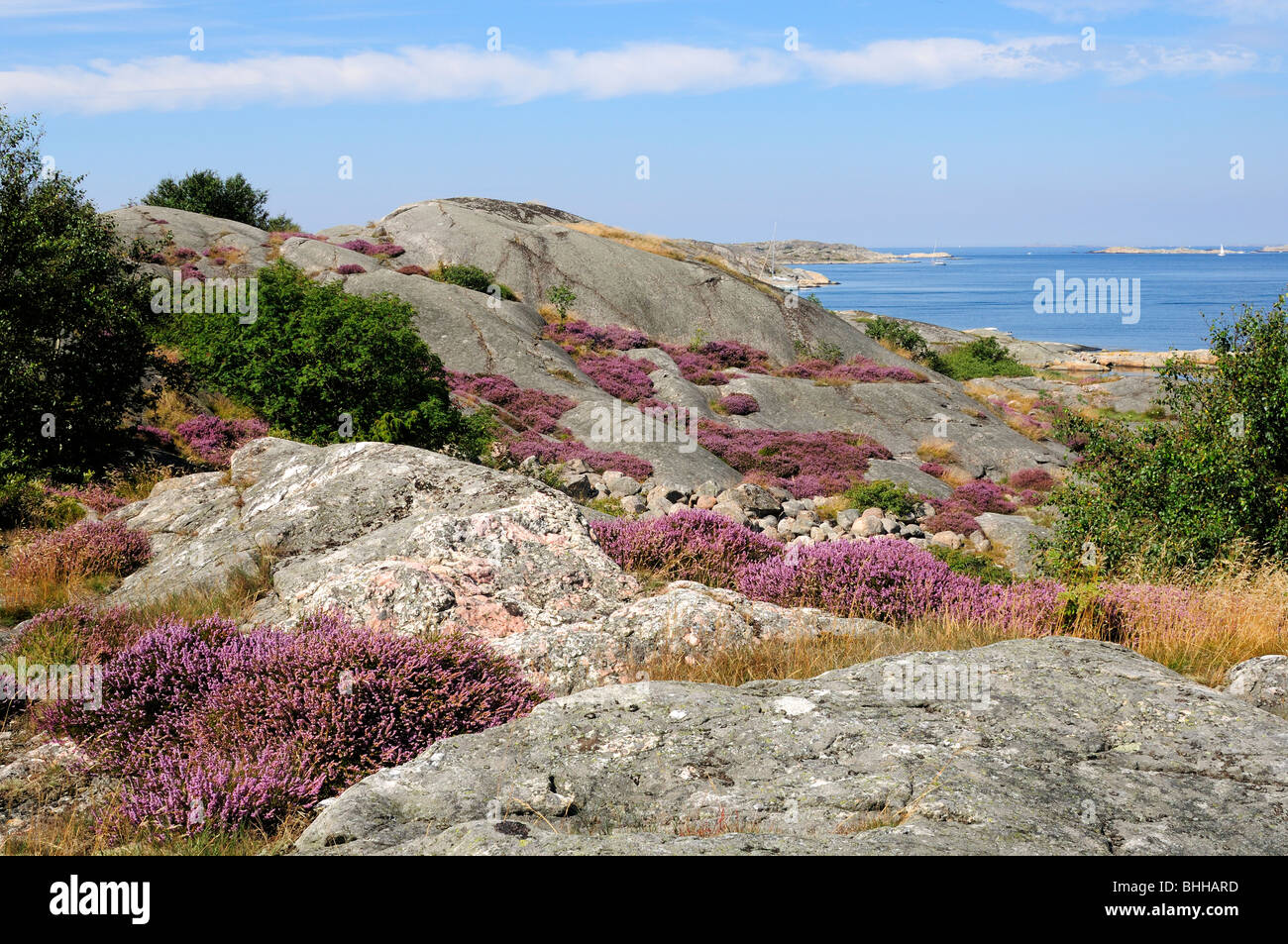 Heather surface hi-res stock photography and images - Alamy