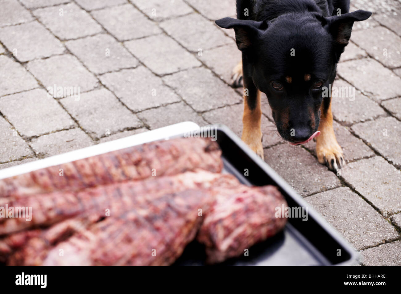 Dog looking at a dish of meat hi-res stock photography and images - Alamy