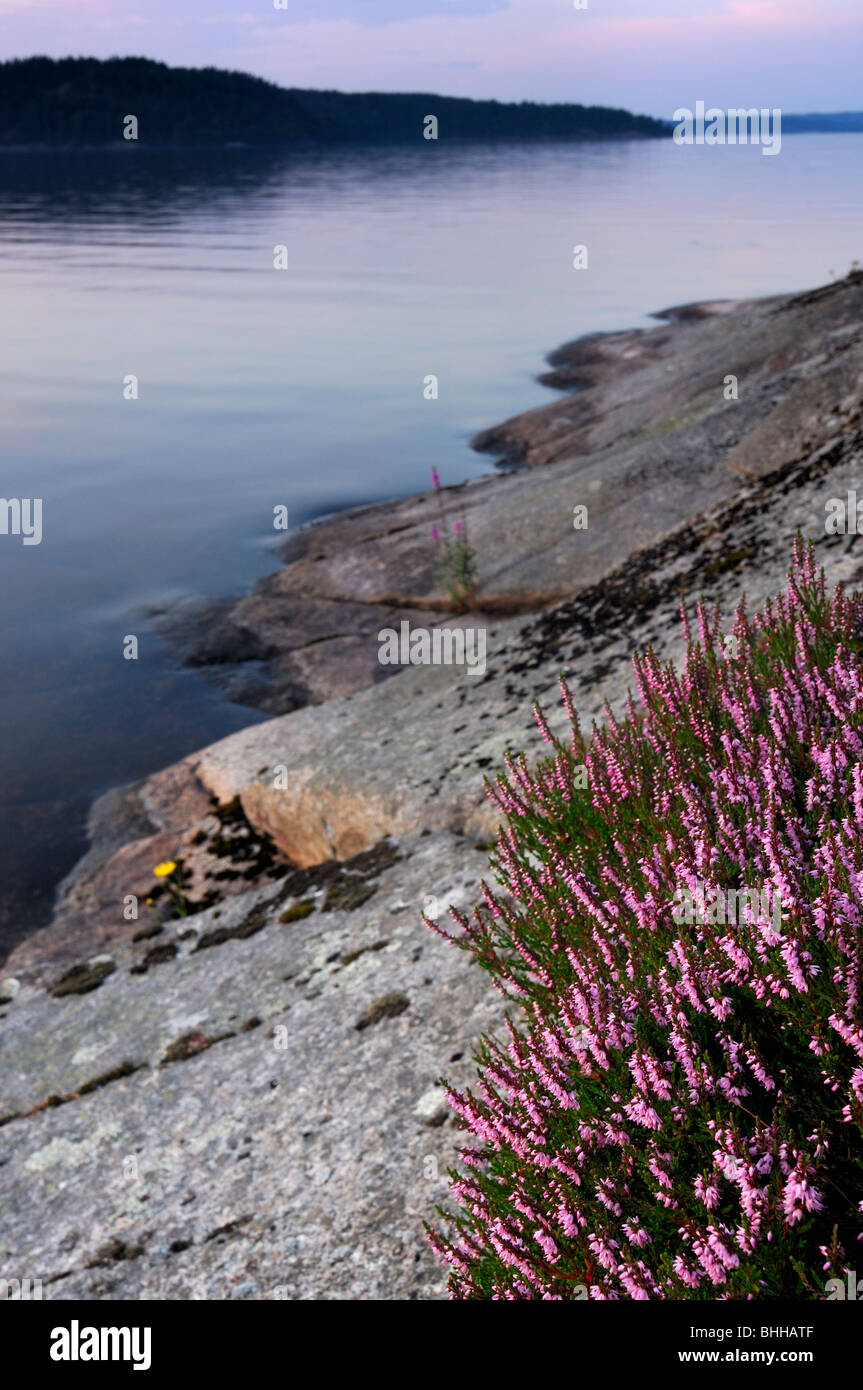 Heather by a lake, Sweden Stock Photo - Alamy
