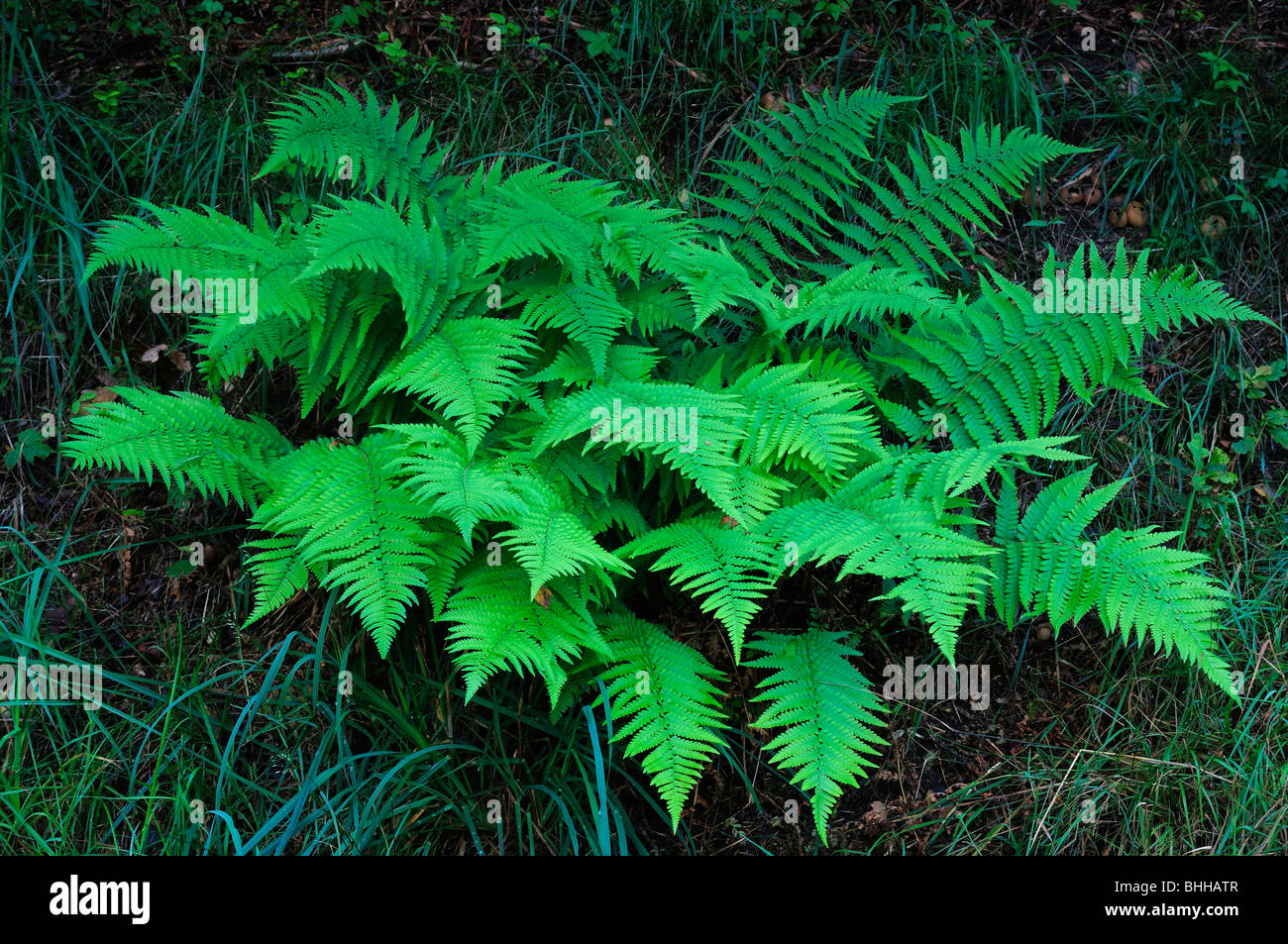 Fern, close-up, Sweden Stock Photo - Alamy