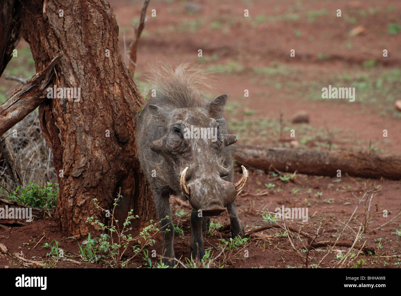 A male warthog ( phacochoerus aethopicus ) rubbing scent onto a tree in ...