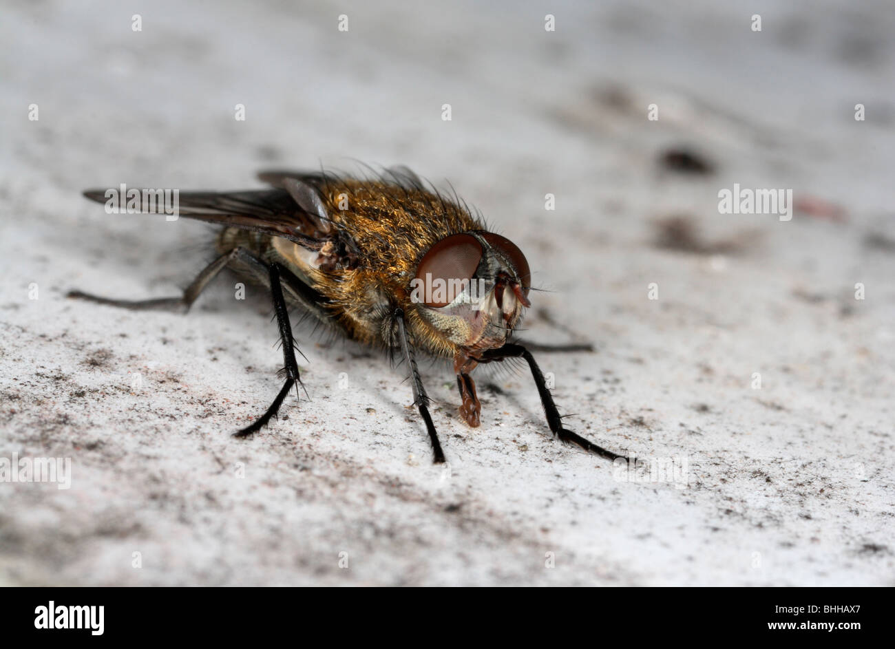 Blowfly blowflies High Resolution Stock Photography and Images - Alamy