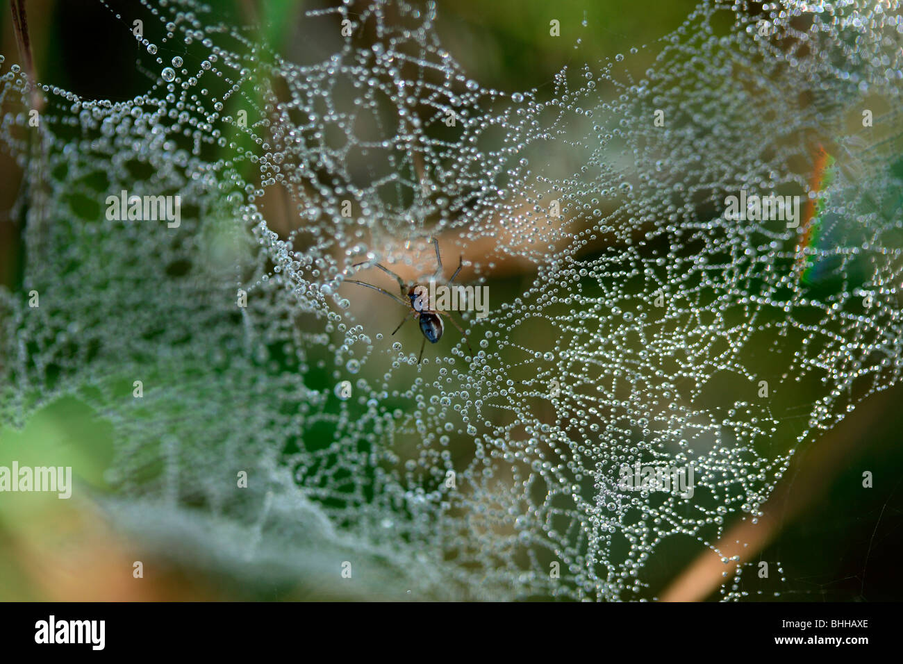 A spider in cobweb, close-up, Sweden Stock Photo - Alamy