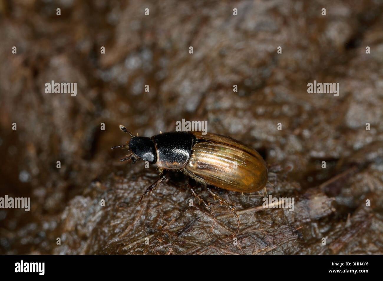 The dung beetle hi-res stock photography and images - Alamy