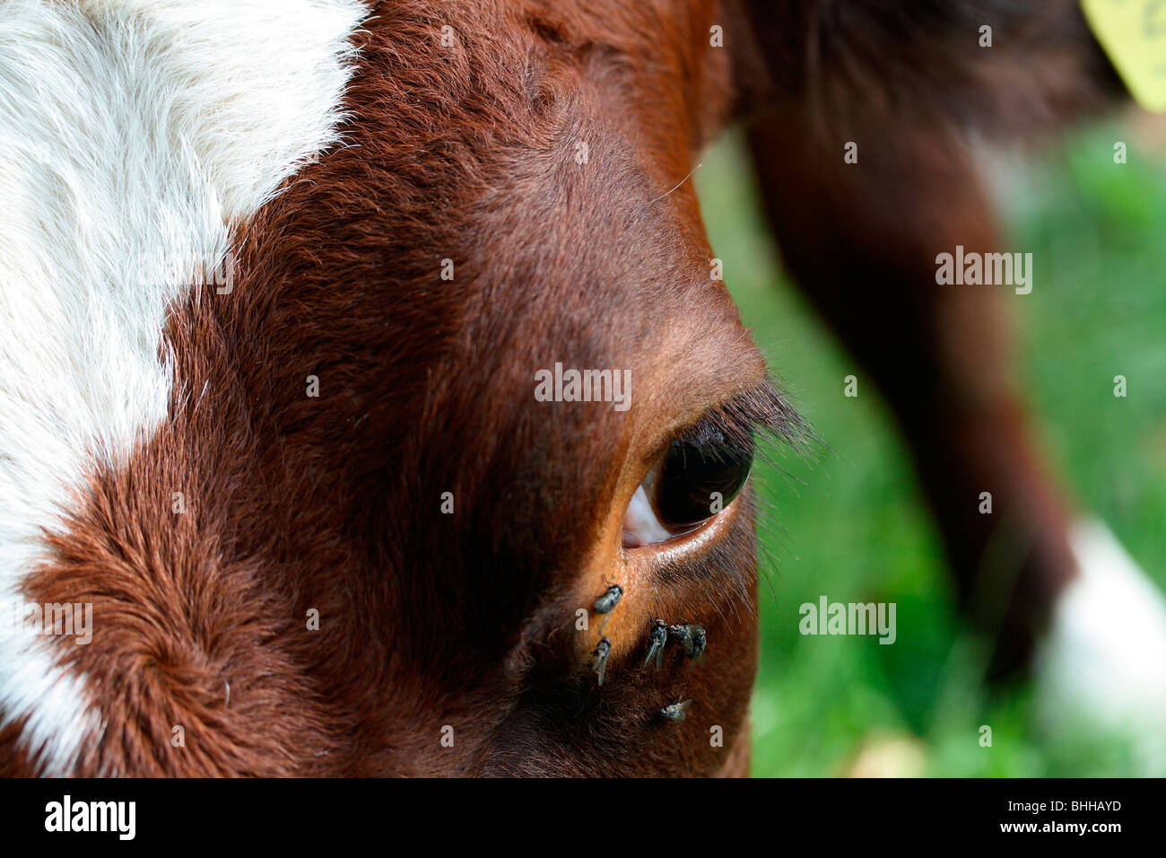 Cow close hi-res stock photography and images - Alamy