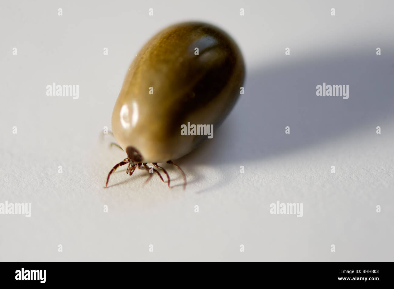 A tick, close-up, Sweden Stock Photo - Alamy