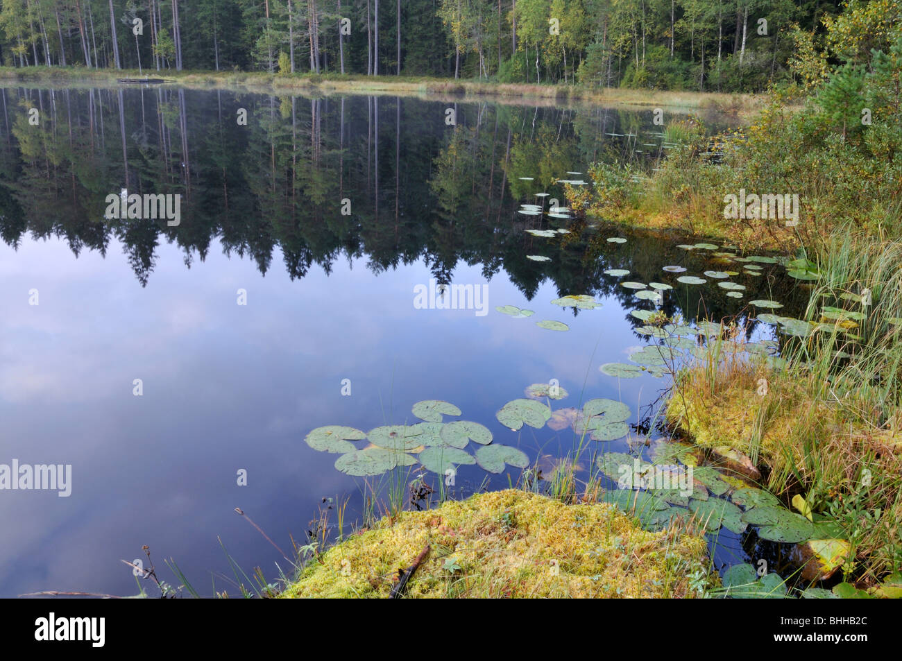 Forest mere.Smaland, Sweden Stock Photo - Alamy