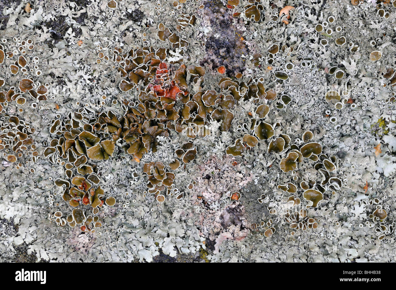 Lichen on stone slab, Sweden Stock Photo - Alamy