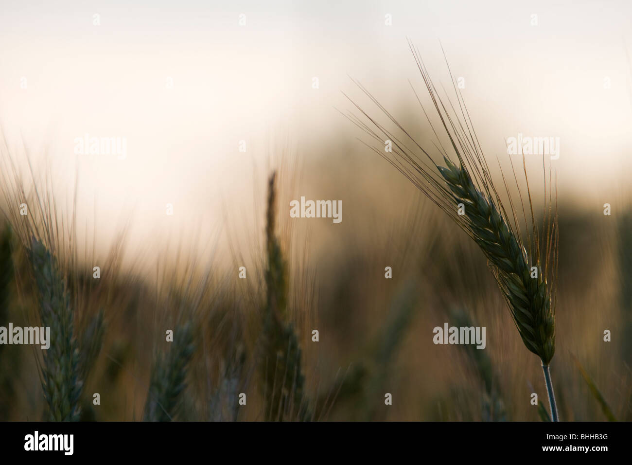 Triticale, a hybrid of wheat and rye, close-up, Sweden Stock Photo - Alamy