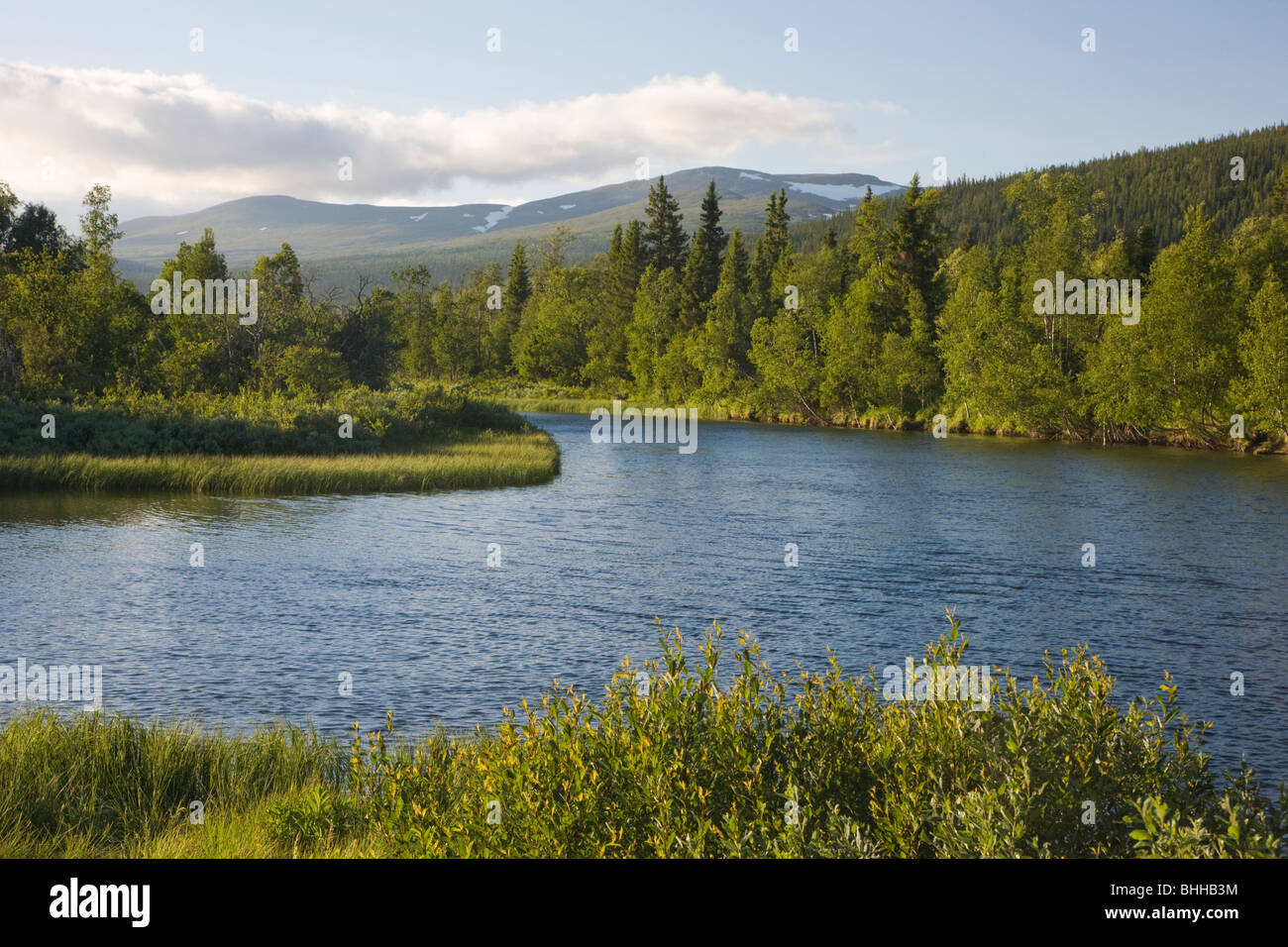 Pine-forest and Ljungan river, Harjedalen, Sweden Stock Photo - Alamy