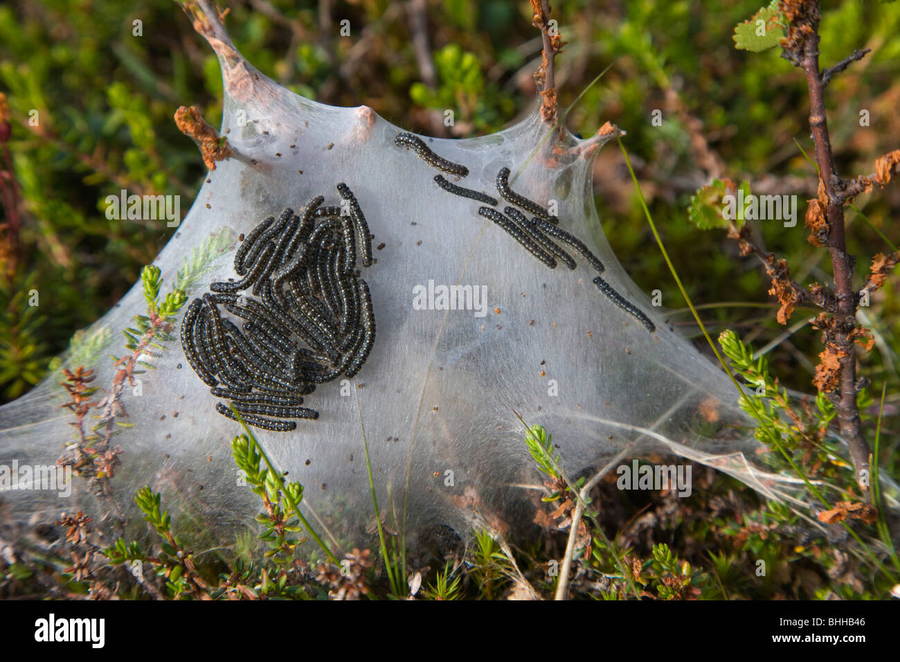 Creeping caterpillar hi-res stock photography and images - Alamy