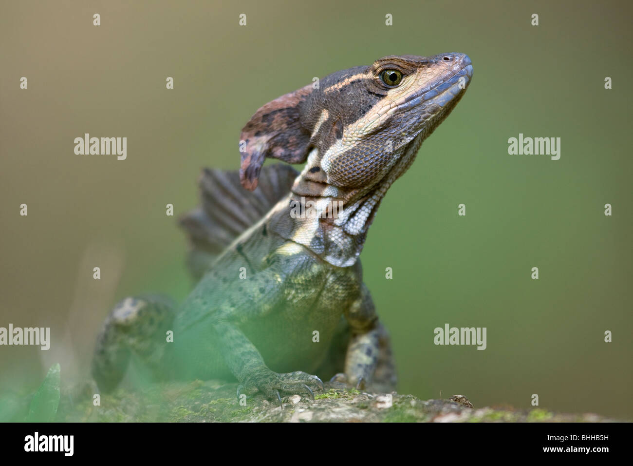 Common basilisk, Costa Rica Stock Photo - Alamy