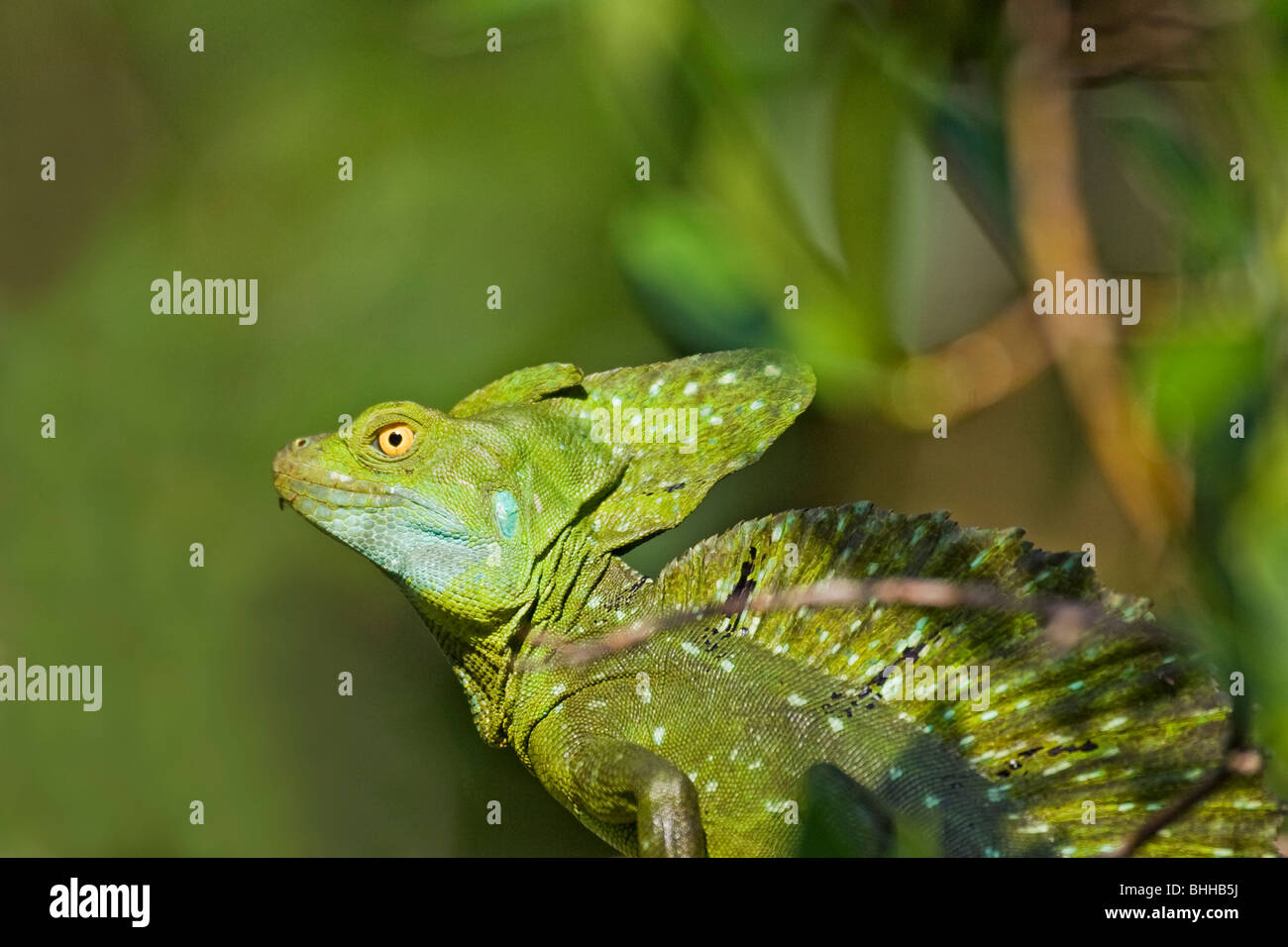 Common basilisk, Costa Rica Stock Photo - Alamy