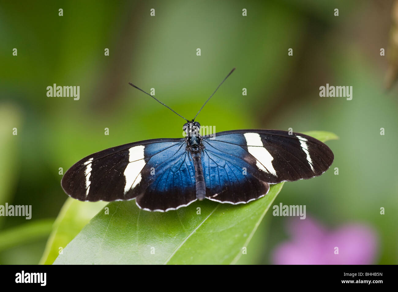 Butterfly shaped leaf hi-res stock photography and images - Alamy