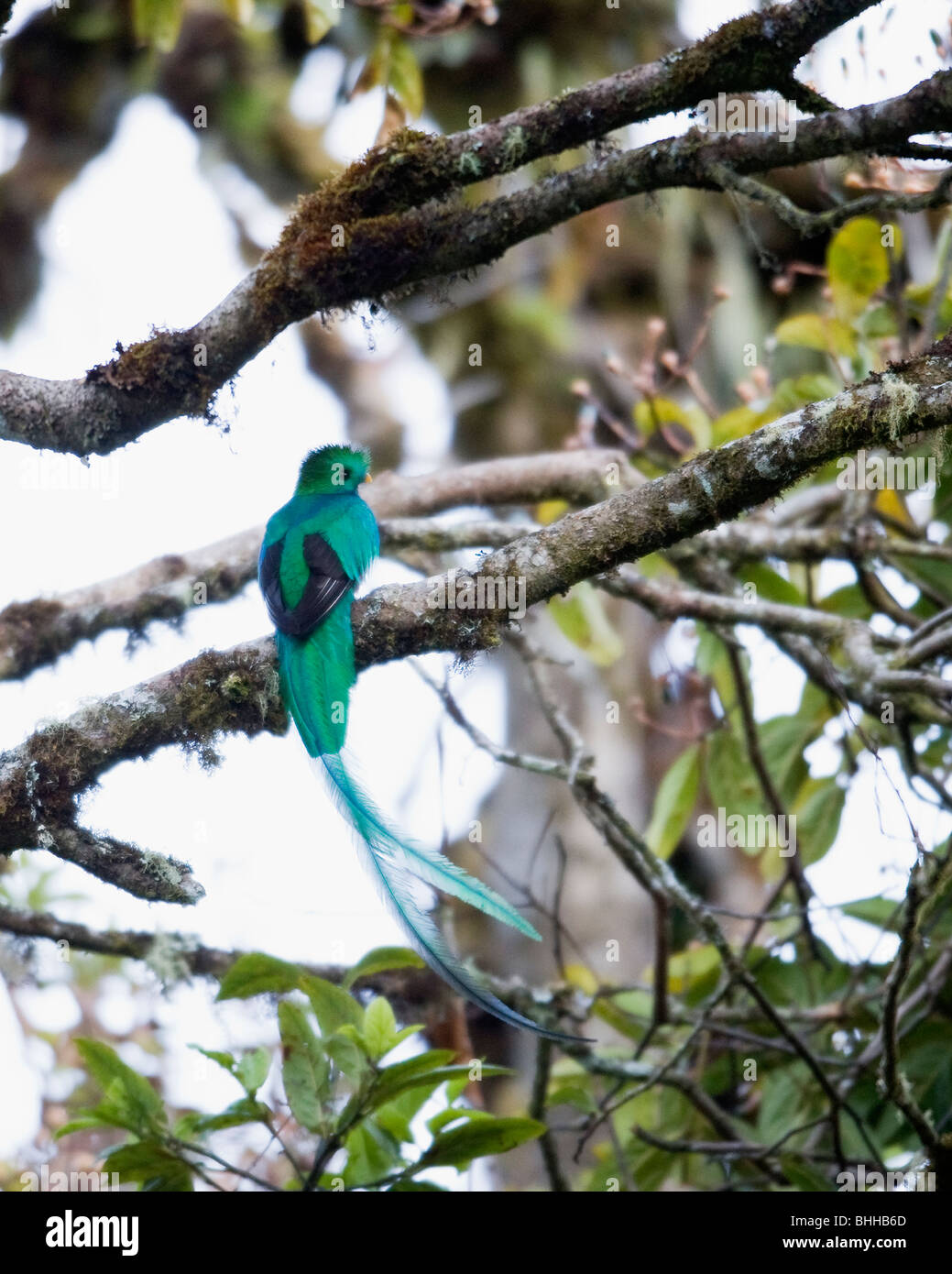 Resplendent Quetzal in a tree, Costa Rica Stock Photo - Alamy