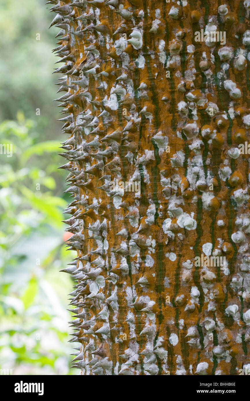 Thorny tree trunk hi-res stock photography and images - Alamy