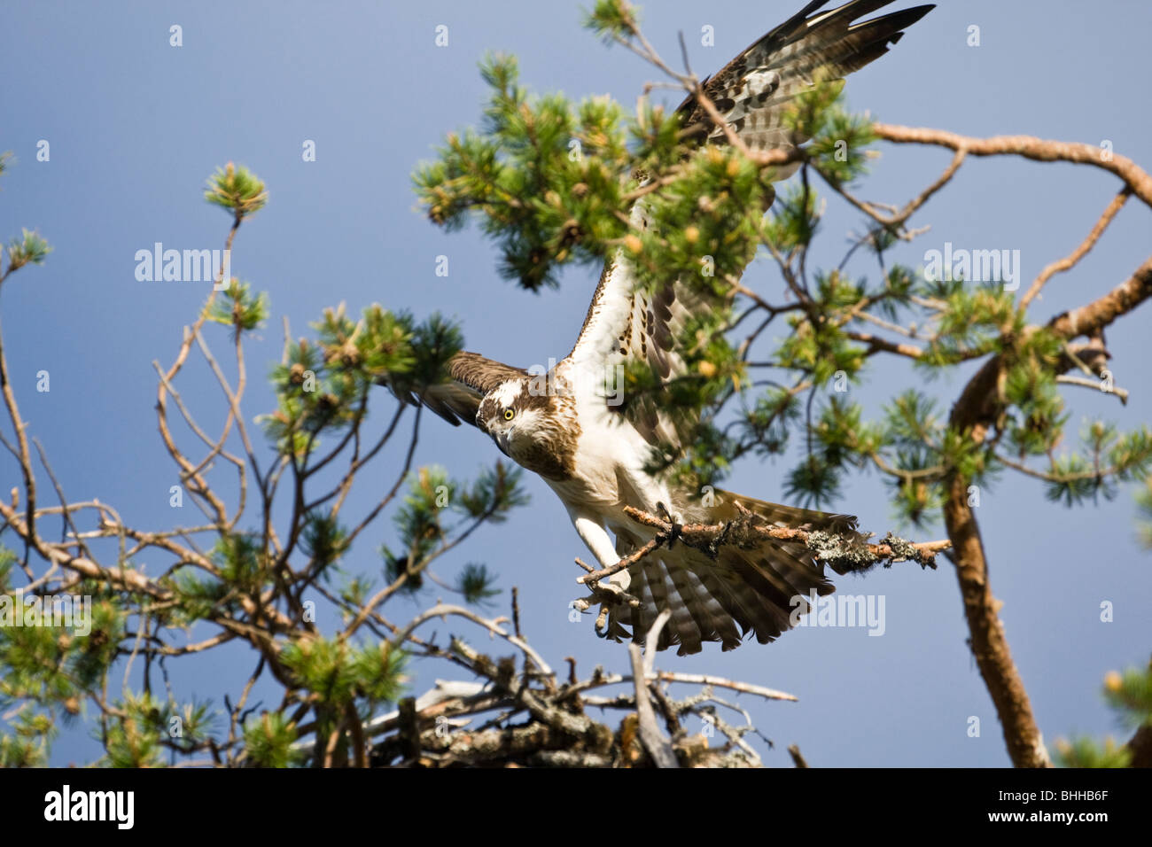 Tree landing hi-res stock photography and images - Alamy