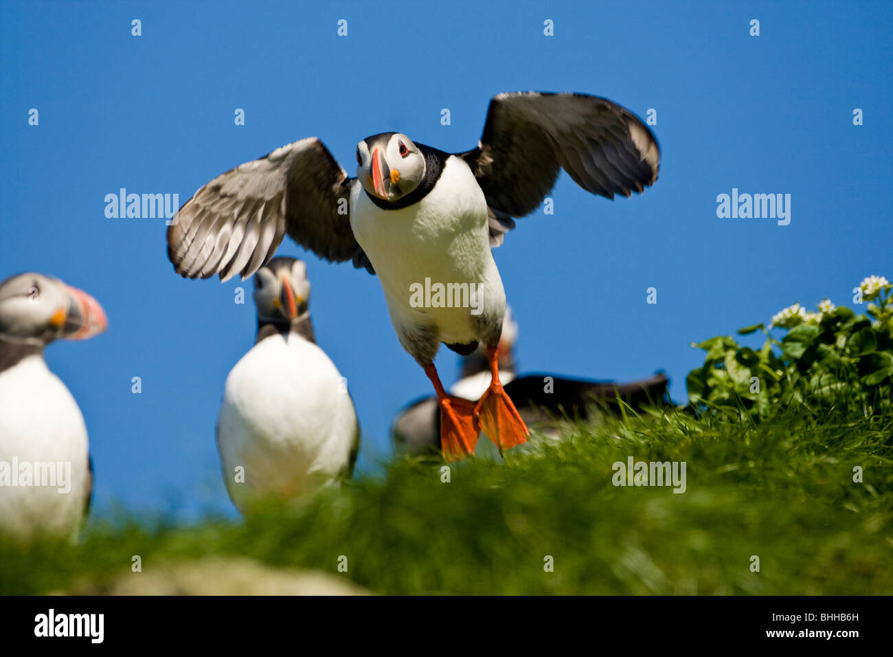 A puffin ready to go, Norway Stock Photo - Alamy