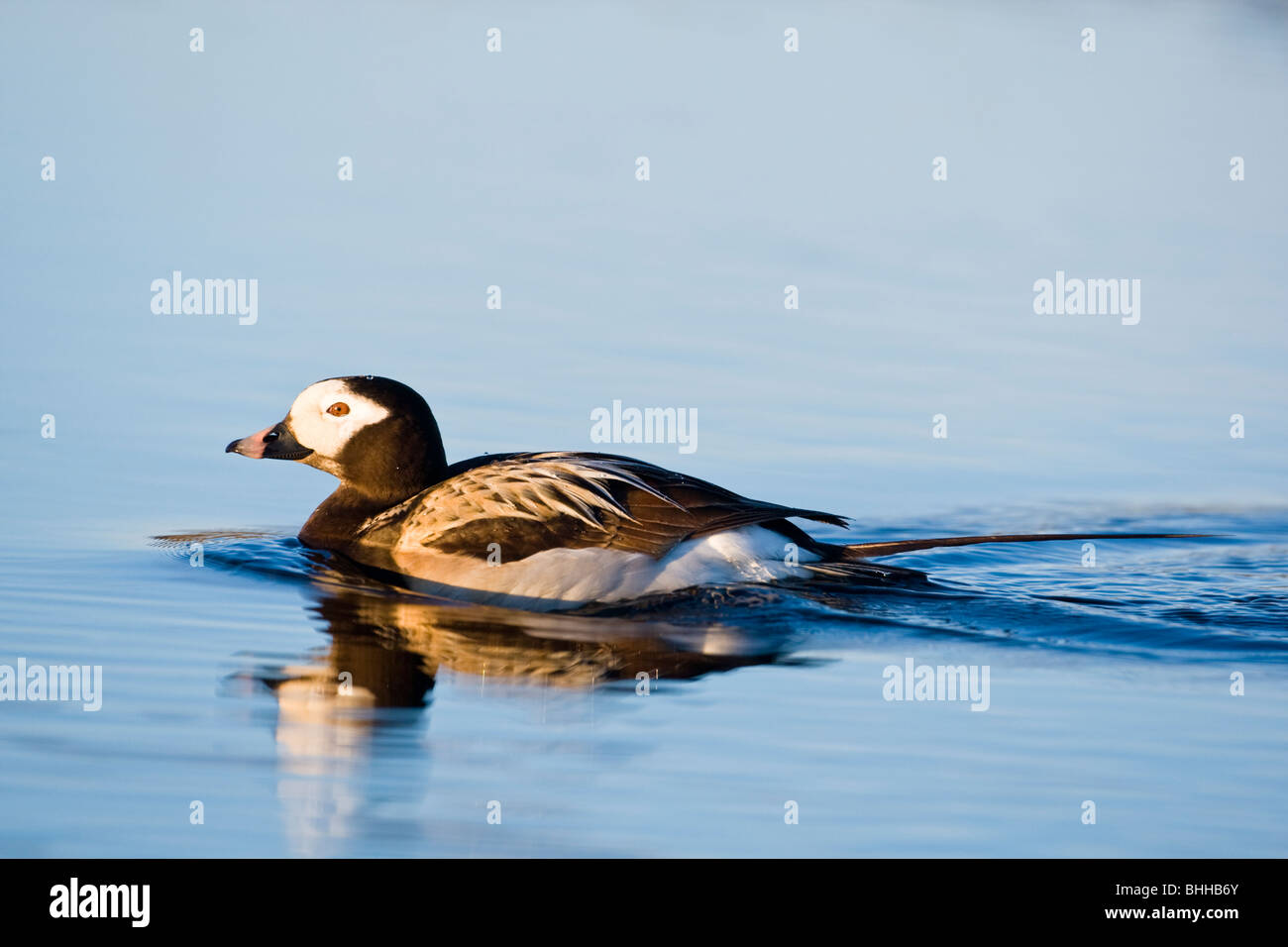 A swimming Long-tailed Duck, Norway Stock Photo - Alamy