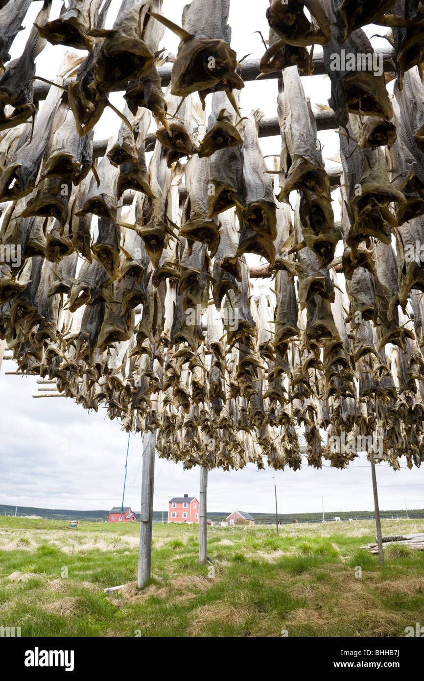 Fish drying on stand, Norway Stock Photo - Alamy