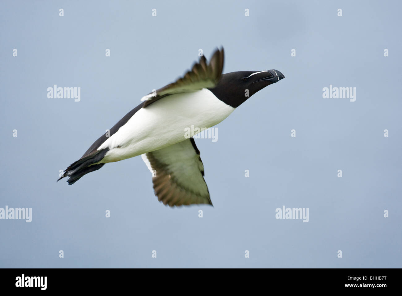 A flying razorbill, Norway Stock Photo - Alamy