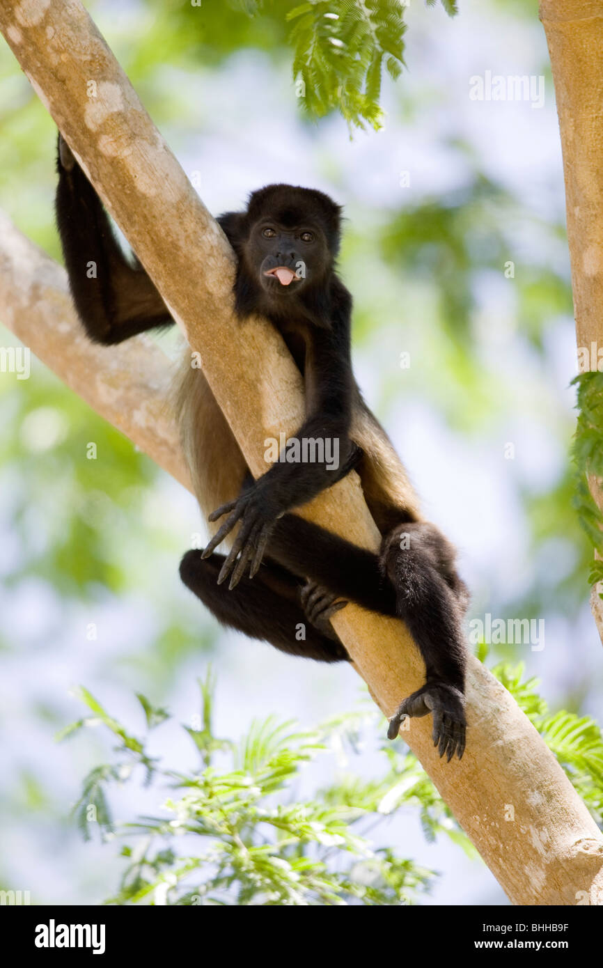 Boughs stick hi-res stock photography and images - Alamy