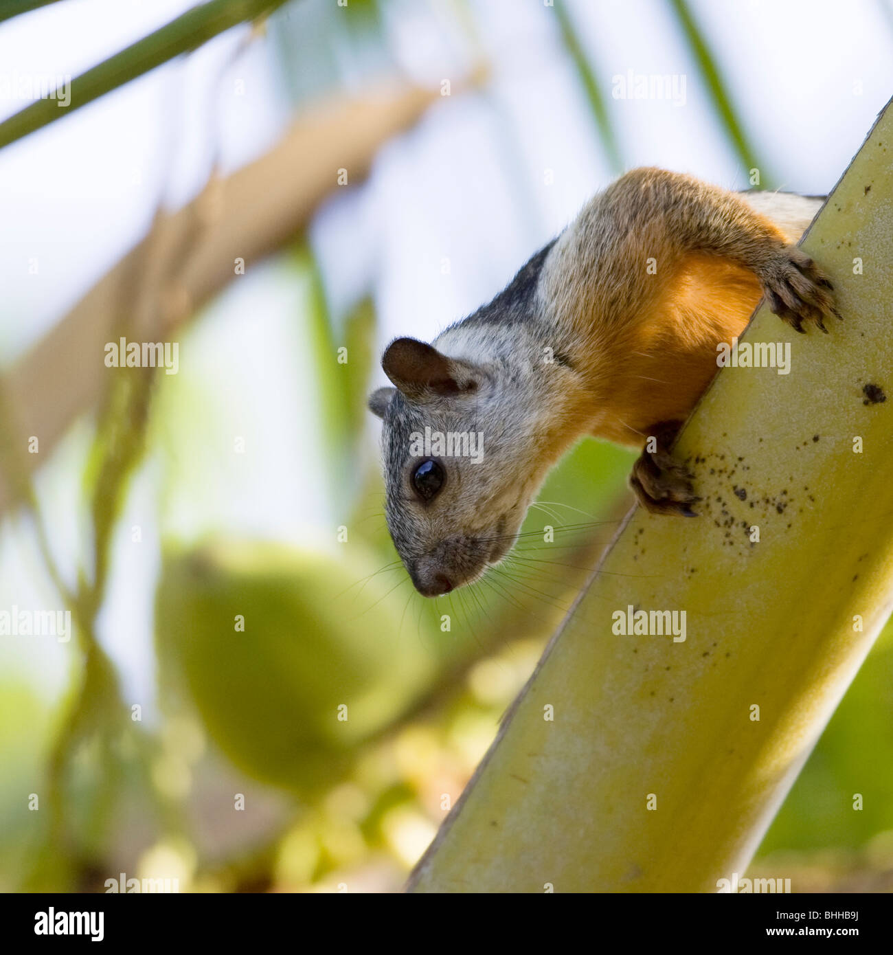 Variegated squirrel, Costa Rica Stock Photo - Alamy