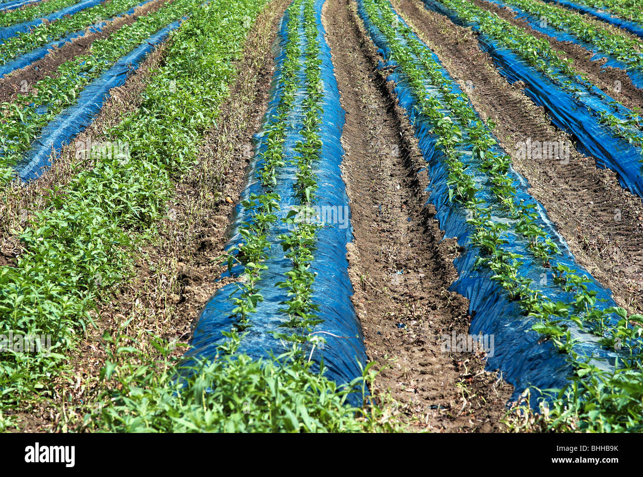Crops on farmland in the countryside in a rural setting Stock Photo - Alamy