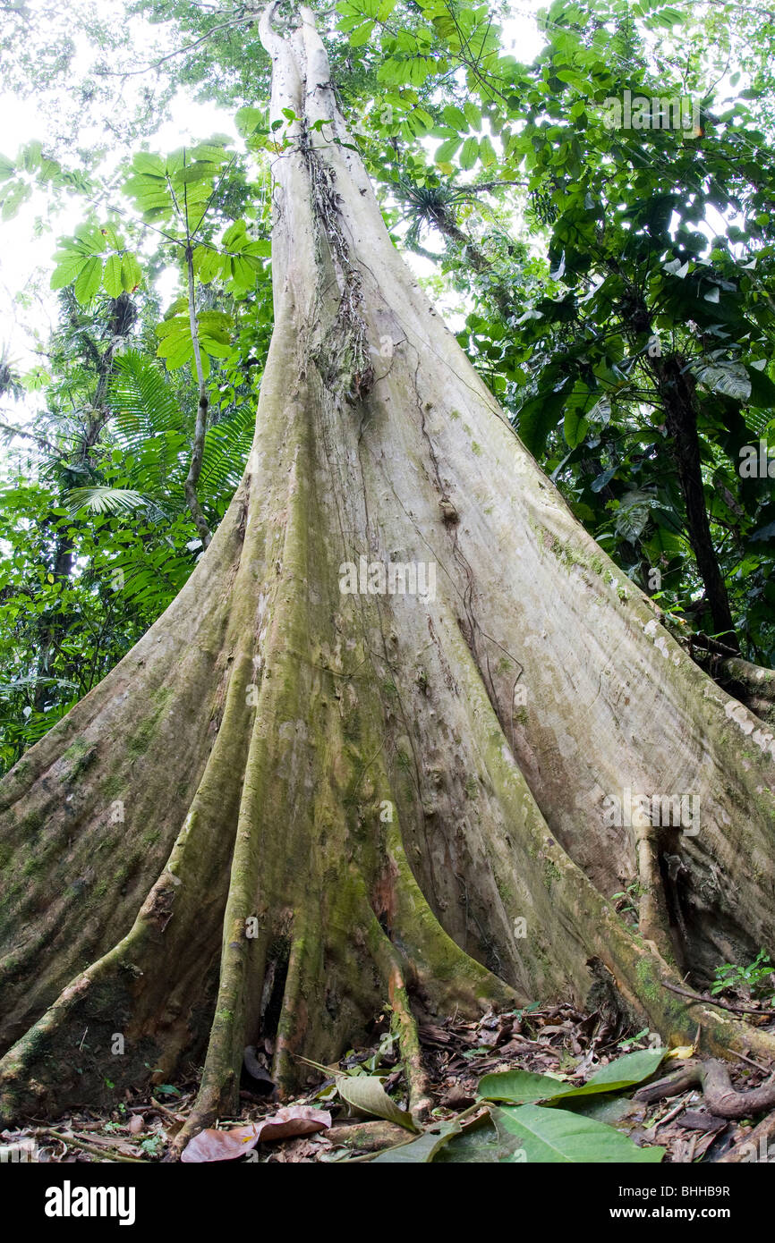 A giant tree in the rain forest, Costa Rica Stock Photo - Alamy