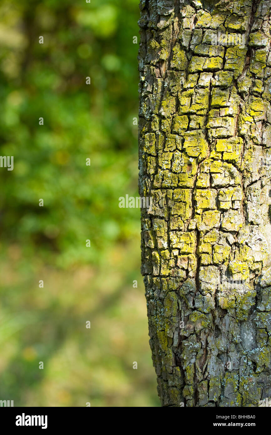 Close up detail of a tree bark Stock Photo - Alamy