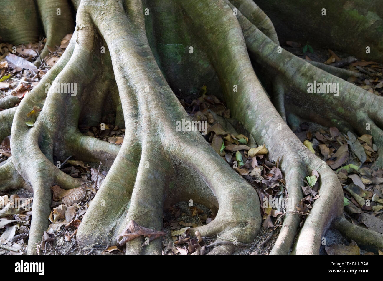 The roots of a tree in the rain forest, Costa Rica Stock Photo - Alamy
