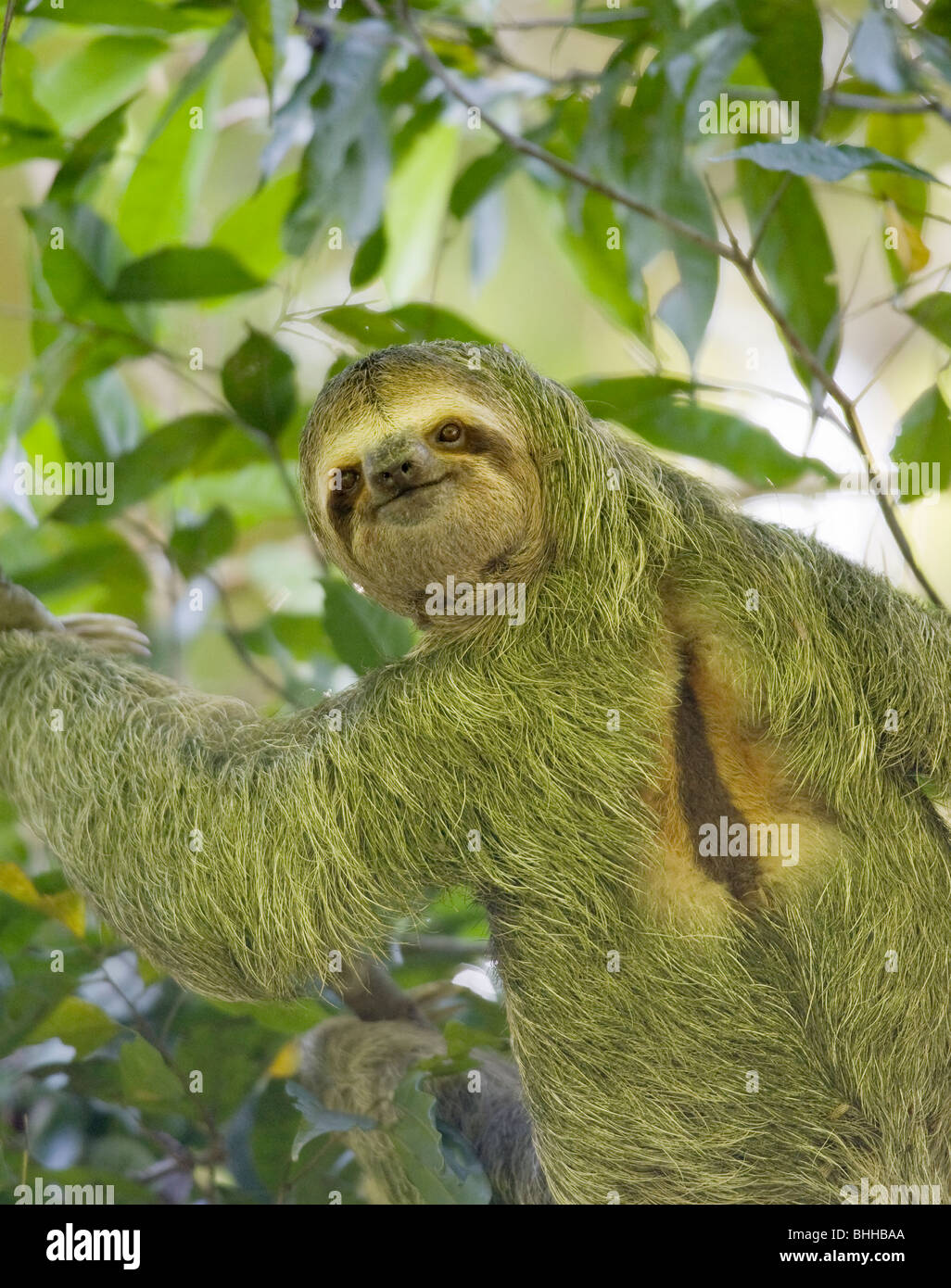 Three-toed sloth in a tree, Costa Rica Stock Photo - Alamy