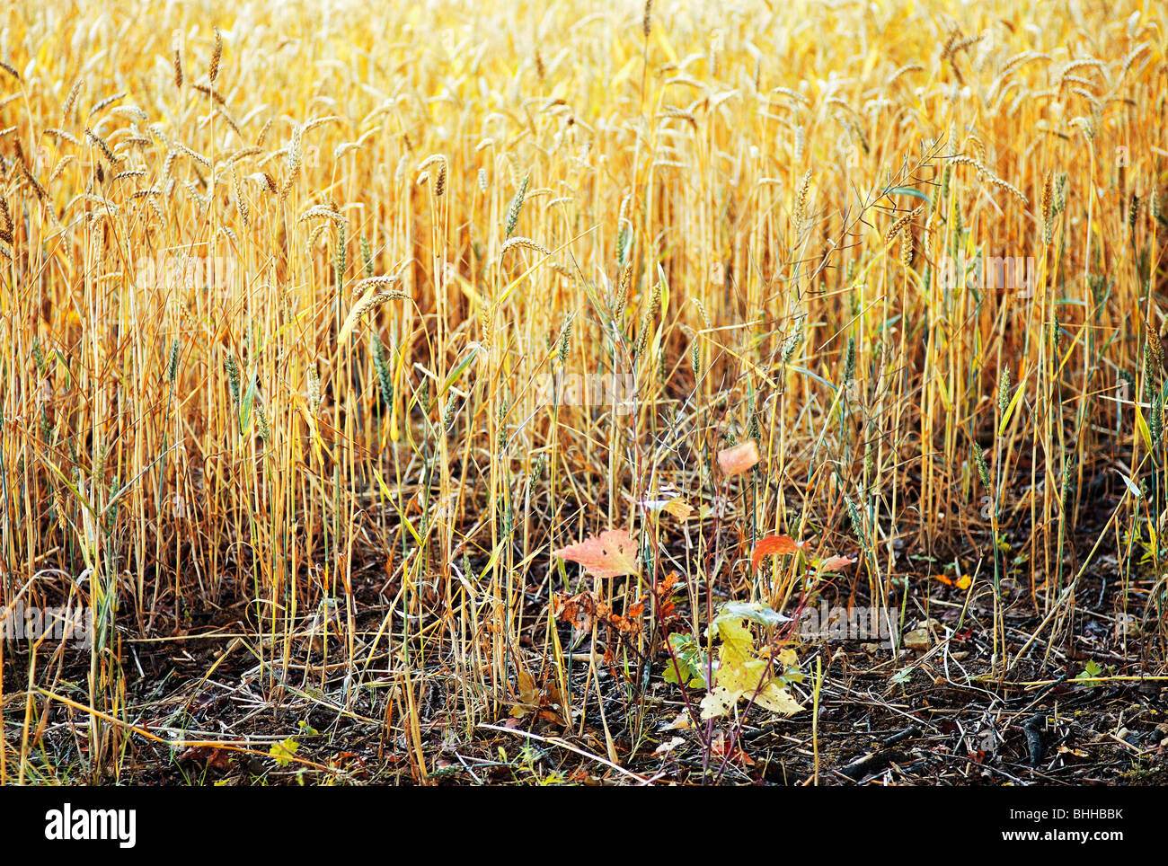 crops growing in a field Stock Photo - Alamy