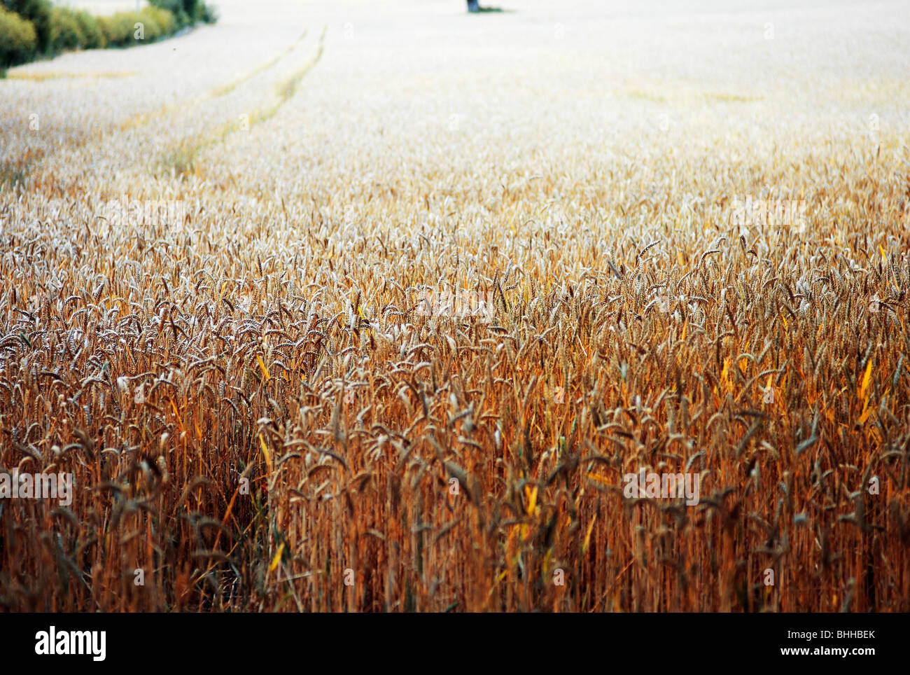 crops growing in a field Stock Photo - Alamy