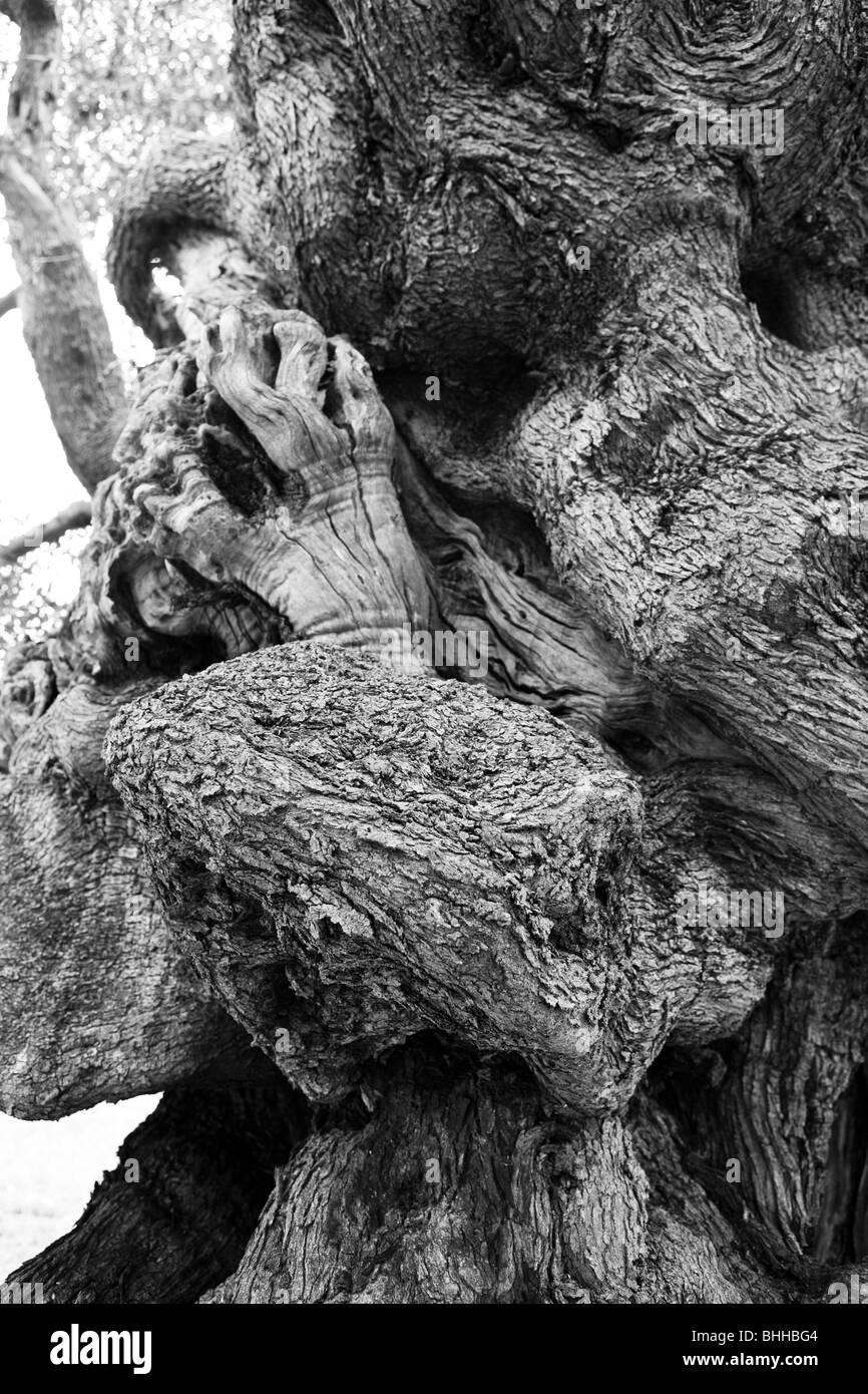 Olive tree olea europaea gnarled hi-res stock photography and images ...