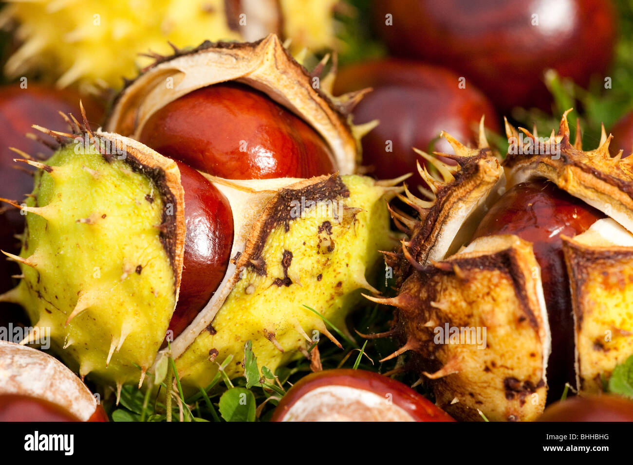 horse chestnuts / conkers Stock Photo - Alamy