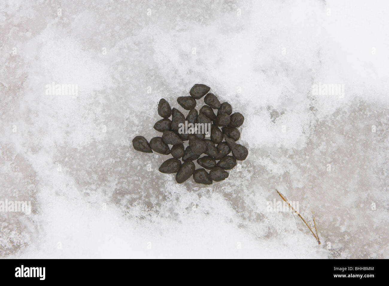 Animal droppings uk hi-res stock photography and images - Alamy