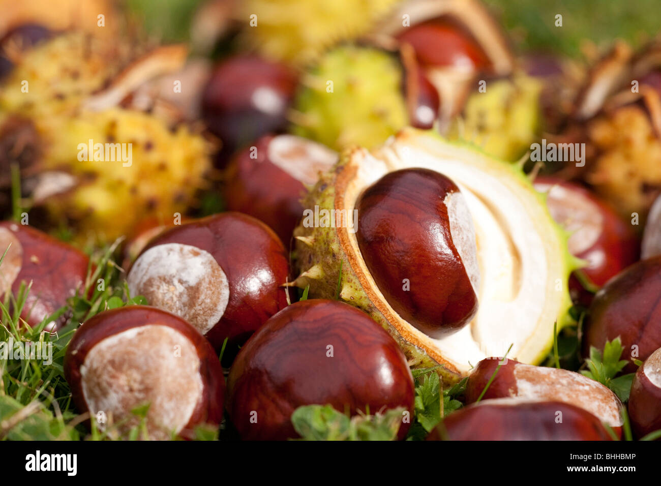Conkers hi-res stock photography and images - Alamy