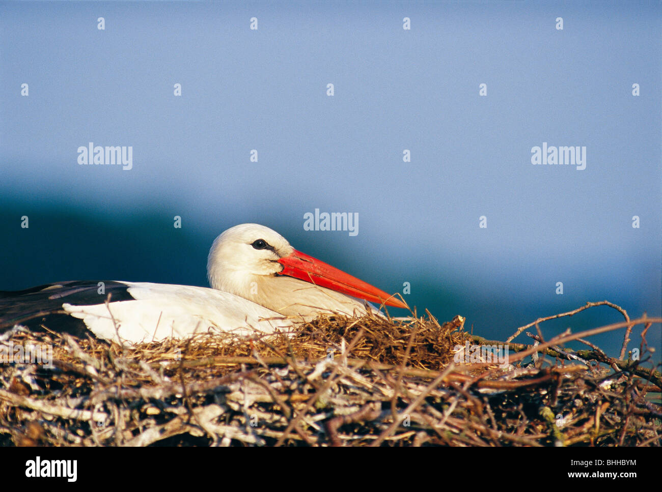 Stork in its nest, Sweden Stock Photo - Alamy