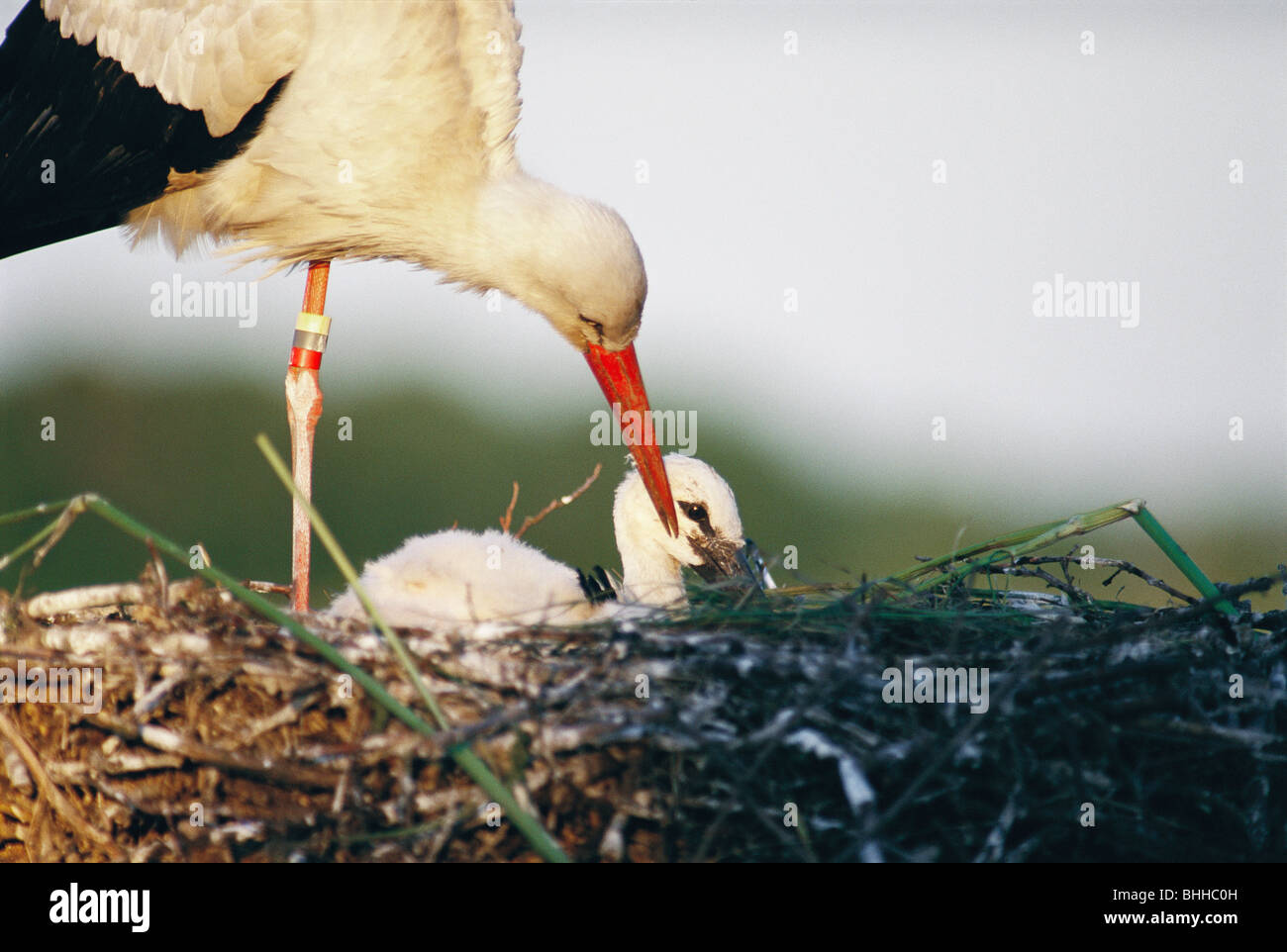 A stork with its young bird, Sweden Stock Photo - Alamy