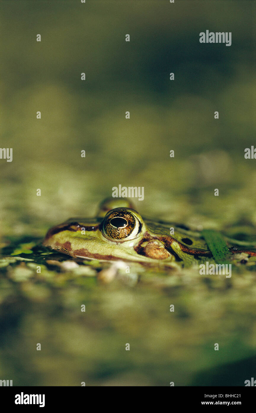 A frog in the water, Sweden Stock Photo - Alamy